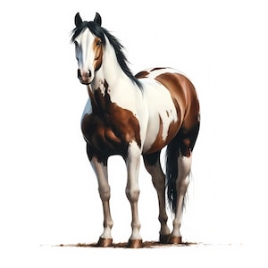 Paint Horse Clipart Bundle: Equine Art, Paper Craft (digital Download ...