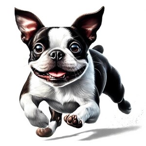 Boston Terrier Clipart | 12 High-quality Jpgs | Cute Boston Terrier ...