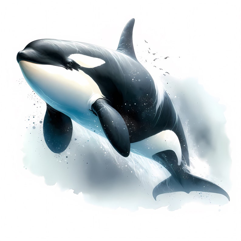 Killer Whale JPG Clipart Bundle – Orca Digital Prints (digital Download ...