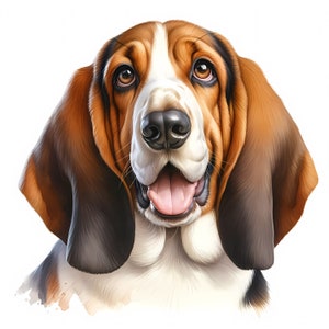 Basset Hound Clipart – High-quality Dog Graphics (digital Download) - Etsy