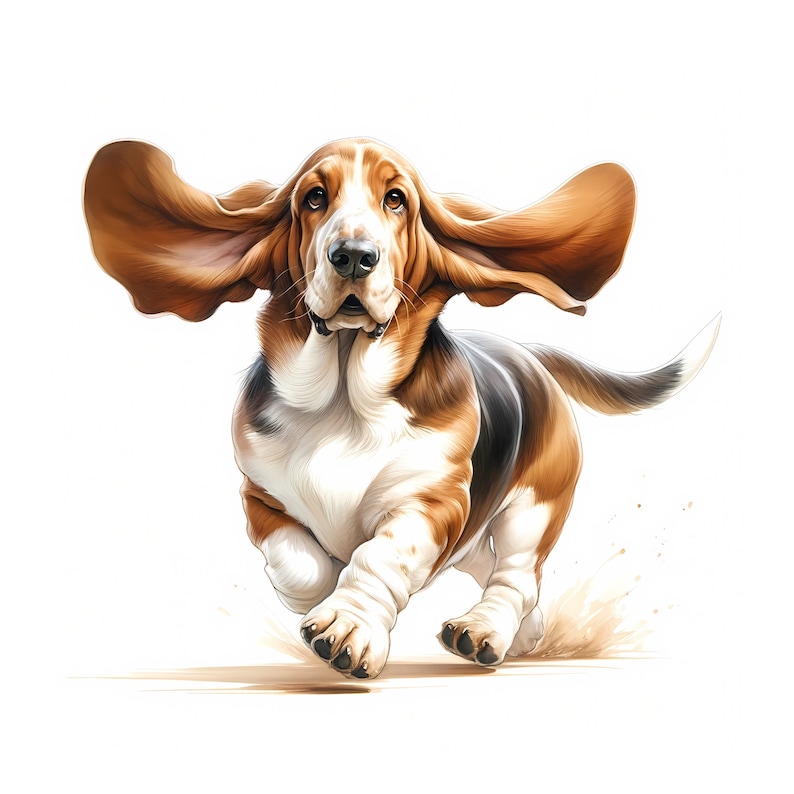 Basset Hound Clipart – High-quality Dog Graphics (digital Download) - Etsy