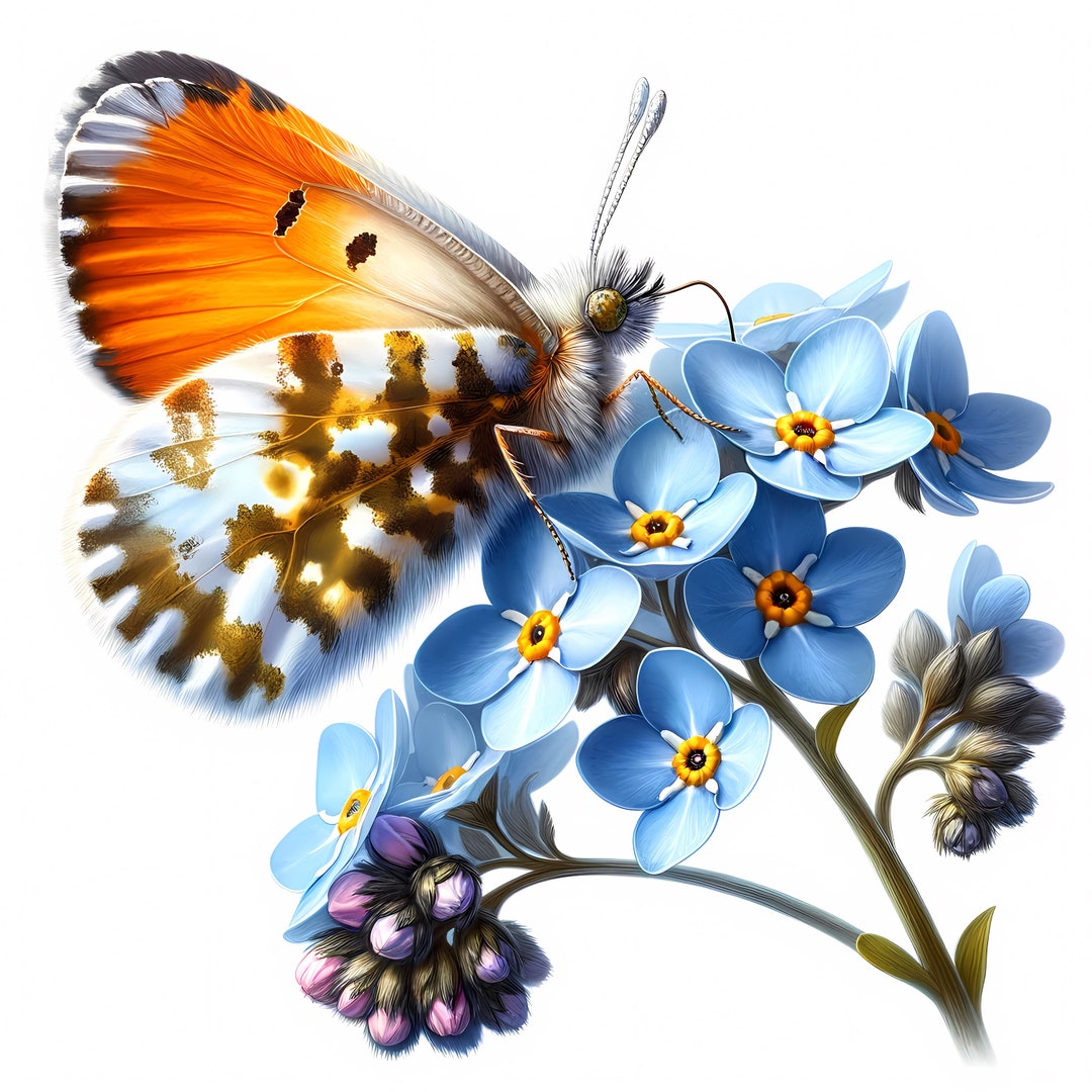 Butterfly on Flower Clipart 10 High-quality Jpgs Beautiful Butterfly ...