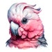 Galah Cockatoo Clipart 12 High-quality Jpgs Majestic Galah Cockatoo ...