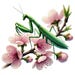 Praying Mantis Clipart | High-quality Green Bug Art (digital Download ...