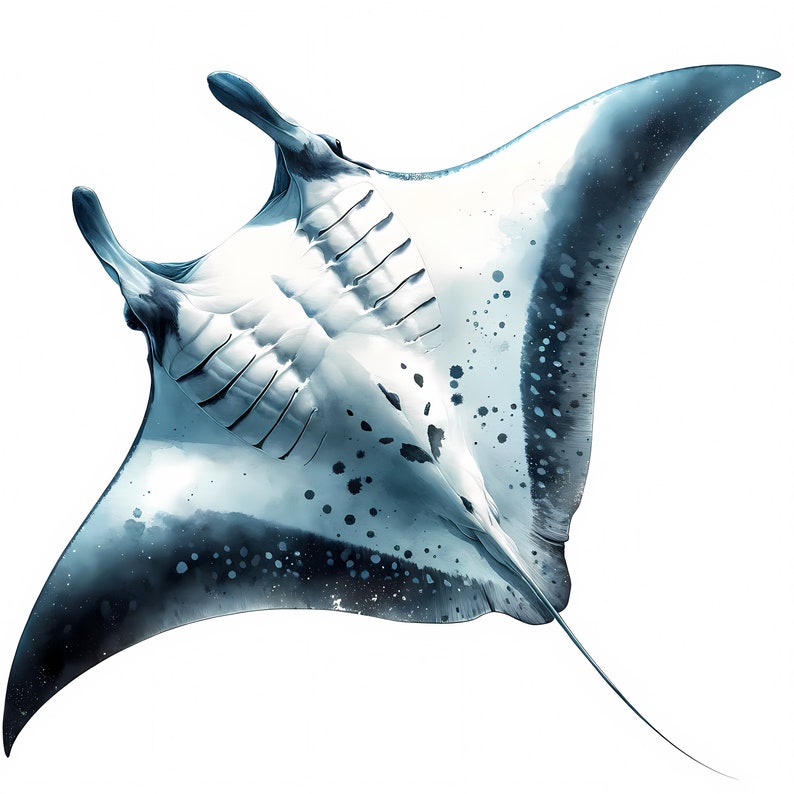 Manta Ray Clipart Bundle 12 High-quality Jpgs Sea Creature Ocean Life ...