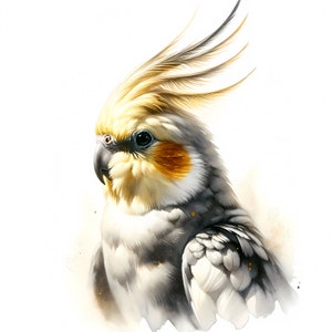Cockatiel Clipart | 11 High-quality Jpgs | Cute Cockatiel Clipart ...