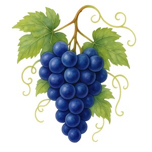 Bunch of Grapes Clipart, Vibrant Grapes Bundle PNG, Watercolor Clipart ...