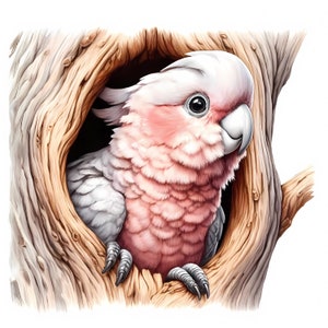 Galah Cockatoo Clipart | 12 High-quality Jpgs | Majestic Galah Cockatoo ...