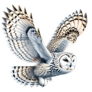 Elegant Owl Clipart | Wildlife Art Prints, Paper Craft (digital ...