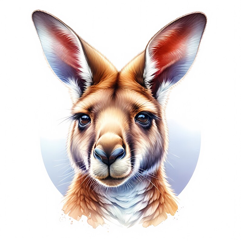 Kangaroo Clipart Bundle: Australian Wildlife Art (commercial Use ...