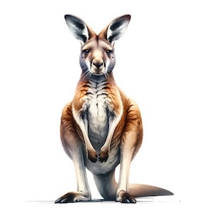 Kangaroo Clipart - 12 High-quality Jpgs - Clipart Bundle - Wall Art ...
