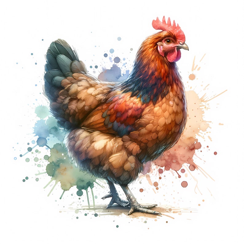 12 Hen Clipart Bundle: Farm Bird Jpgs for Commercial Use (digital ...