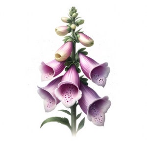 Elegant Flower Clipart | 15 High-quality Jpgs | Colorful Elegant Flower ...