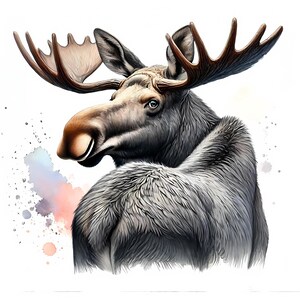 Moose Clipart | 11 High-quality Jpgs | Majestic Moose Clipart Bundle ...