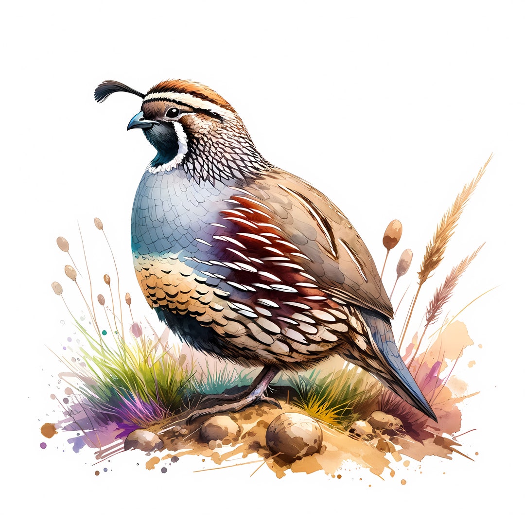 Quail Bird Watercolor Clipart – 10 Jpgs (digital Download - Etsy