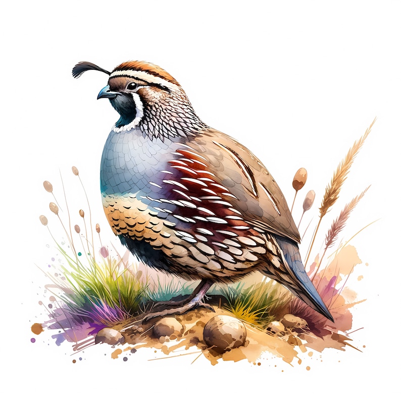 Elegant Quail Bird Clipart - 10 High-quality Jpgs (digital Download) - Etsy