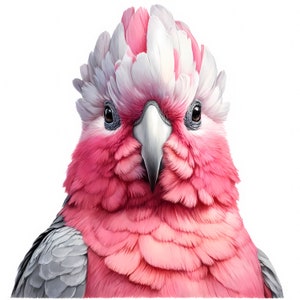 Galah Cockatoo Clipart | 12 High-quality Jpgs | Majestic Galah Cockatoo ...