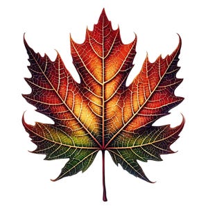 Maple Leaf Clipart: Fall Autumn Art (digital Download, Commercial Use ...