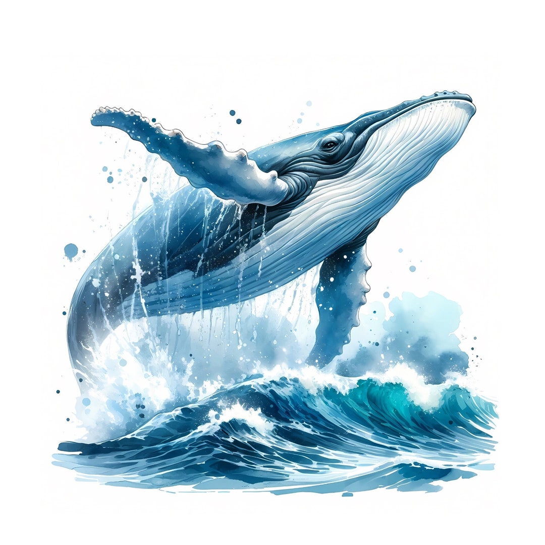 Humpback Whale Clipart - 12 High-quality Jpgs - Whale Bundle - Digital ...