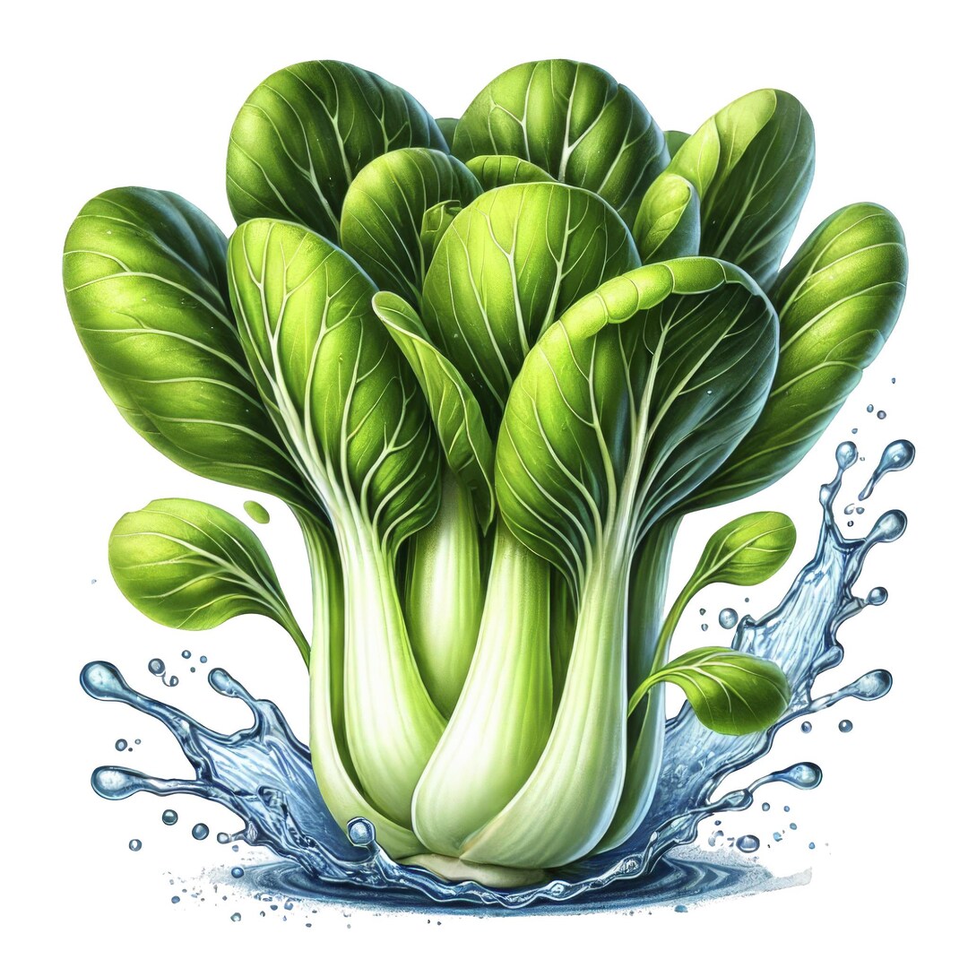 Bok Choy Clipart Bundle: Fresh Green Vegetable Art (10 PNG/JPG Digital ...