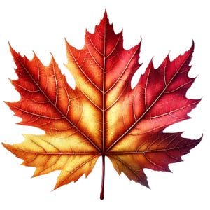 Maple Leaf Clipart: Fall Autumn Art (digital Download, Commercial Use ...