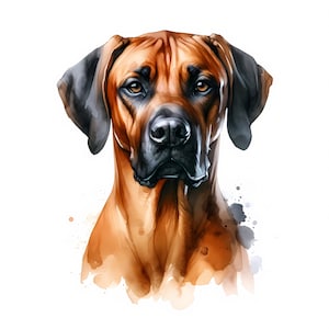 Rhodesian Ridgeback Dog Clipart - 10 High-quality Jpgs - Digital ...