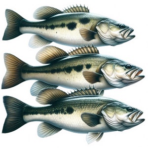 Bass Clipart | 11 High-quality Jpgs | Clipart Bundle | Fish Wall Art ...