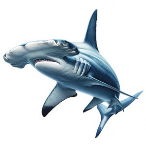 Hammerhead Shark Clipart: Marine Illustrations (commercial Use ...