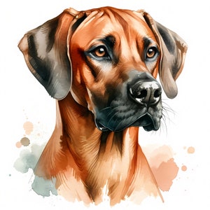 Rhodesian Ridgeback Dog Clipart - 10 High-quality Jpgs - Digital ...