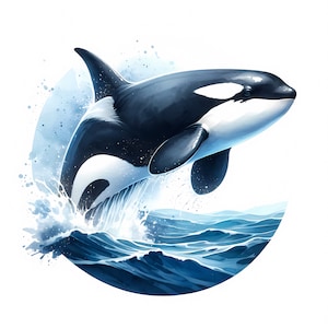 Killer Whale Clipart - 12 High-quality Jpgs - Orca Whale Clipart Bundle ...