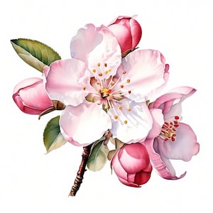 Apple Blossom Clipart | Floral Bundle, Commercial Use (digital Download ...
