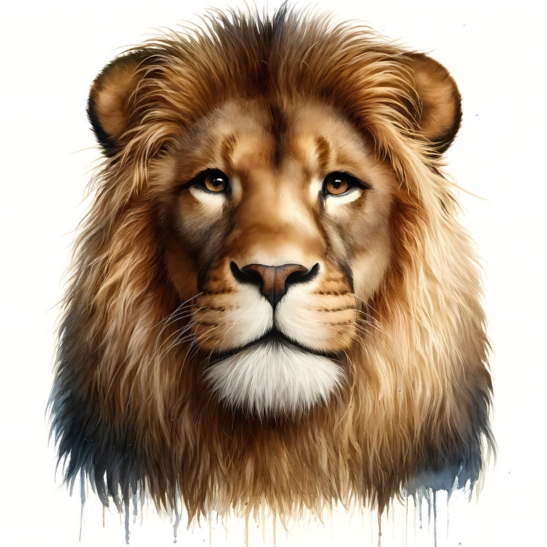 Majestic Lion Clipart Bundle | Wildlife (digital Download) Set of 12 ...