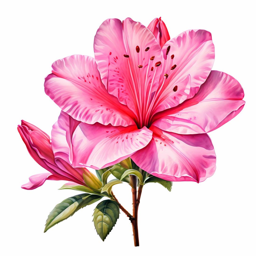 Azalea Flower Clipart | 10 High-quality Jpgs | Clipart Bundle | Wall ...