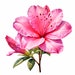Azalea Flower Clipart 10 High-quality Jpgs Clipart Bundle Wall Art ...