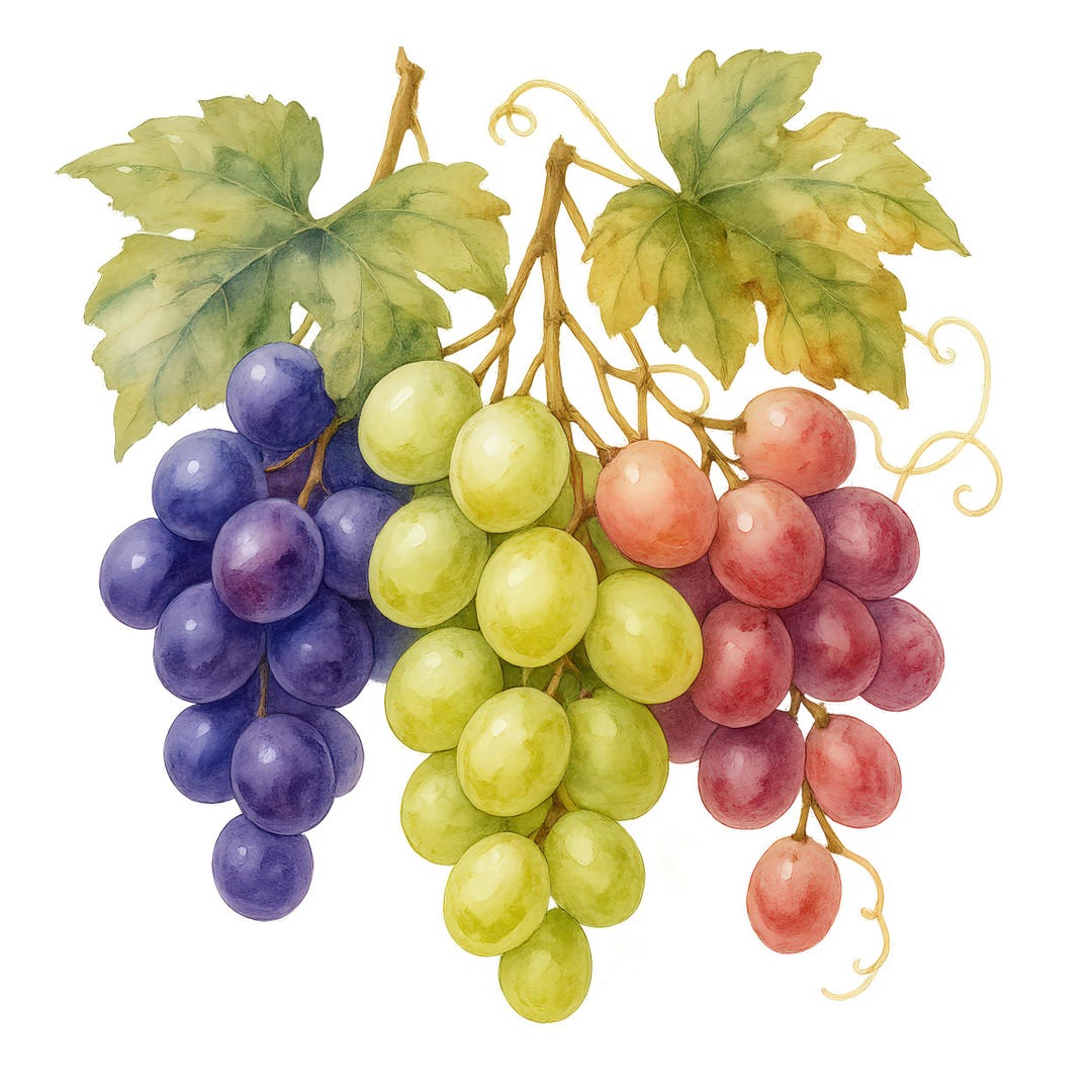 Bunch of Grapes Clipart, Vibrant Grapes Bundle PNG, Watercolor Clipart ...