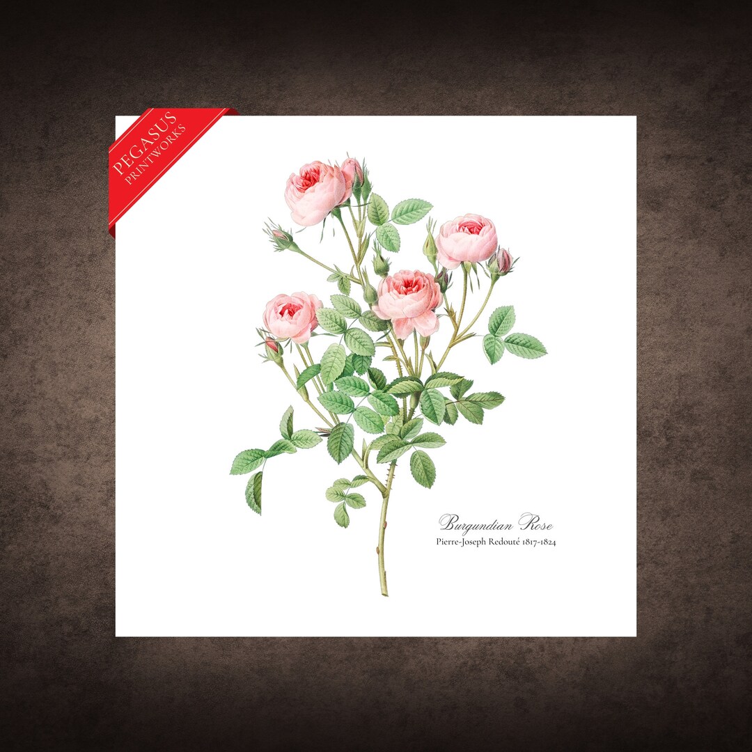 Vintage Botanical Rose Print, Floral Wall Art Decor, Pink Roses ...