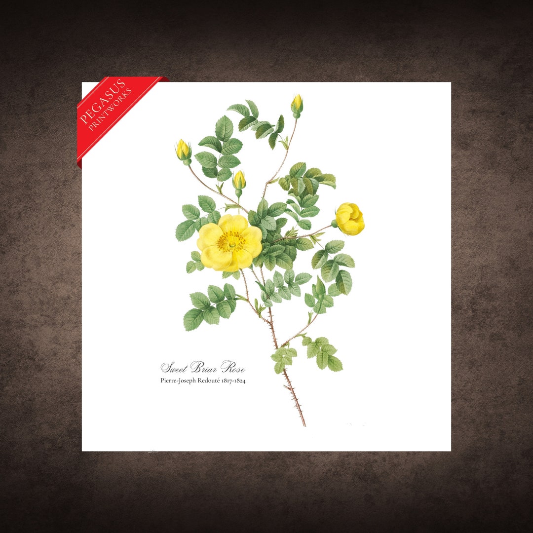 Vintage Botanical Yellow Rose Print, Floral Wall Art, Antique Flower ...