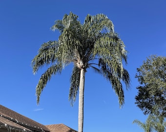 10 Queen Palm Seeds Cocos Palm Siagrus Romanzoffiana Organic Grown in ...
