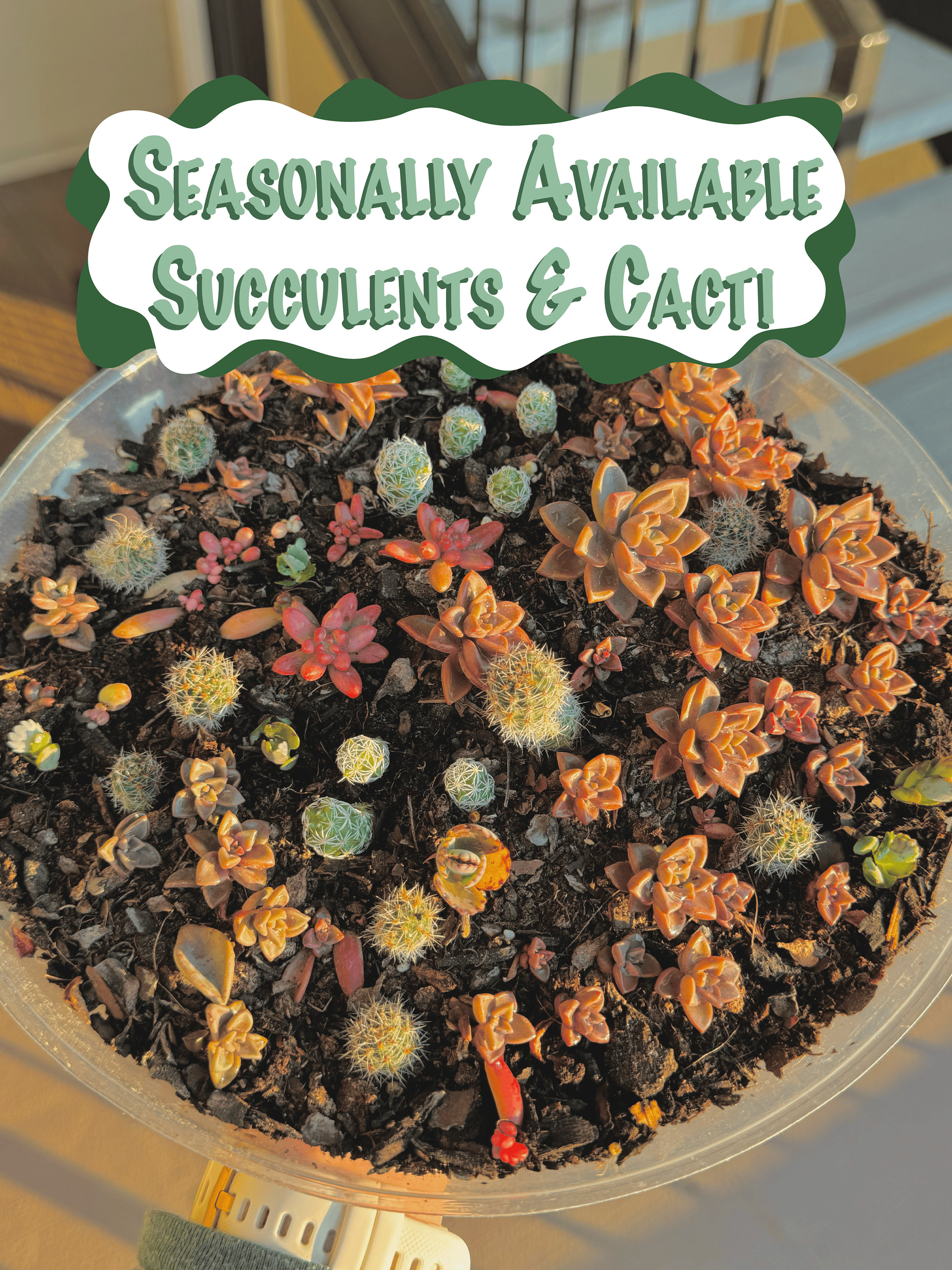 Mini Succulent Terrarium Kit, Home Decor, Custom Personalized Gift, DIY ...