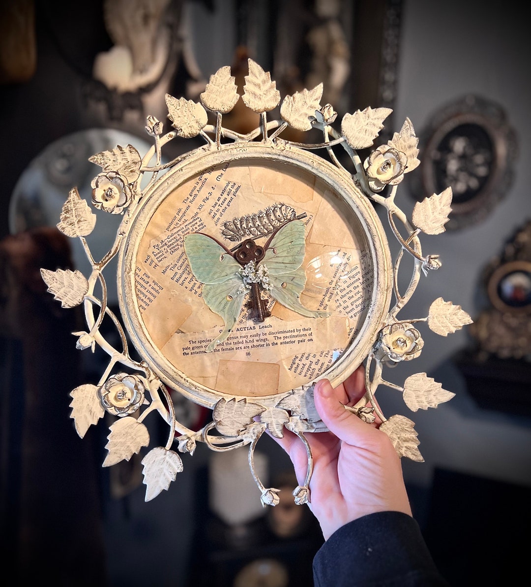 Luna Moth Clock Wing Skeleton Key Display - Antique White - Etsy