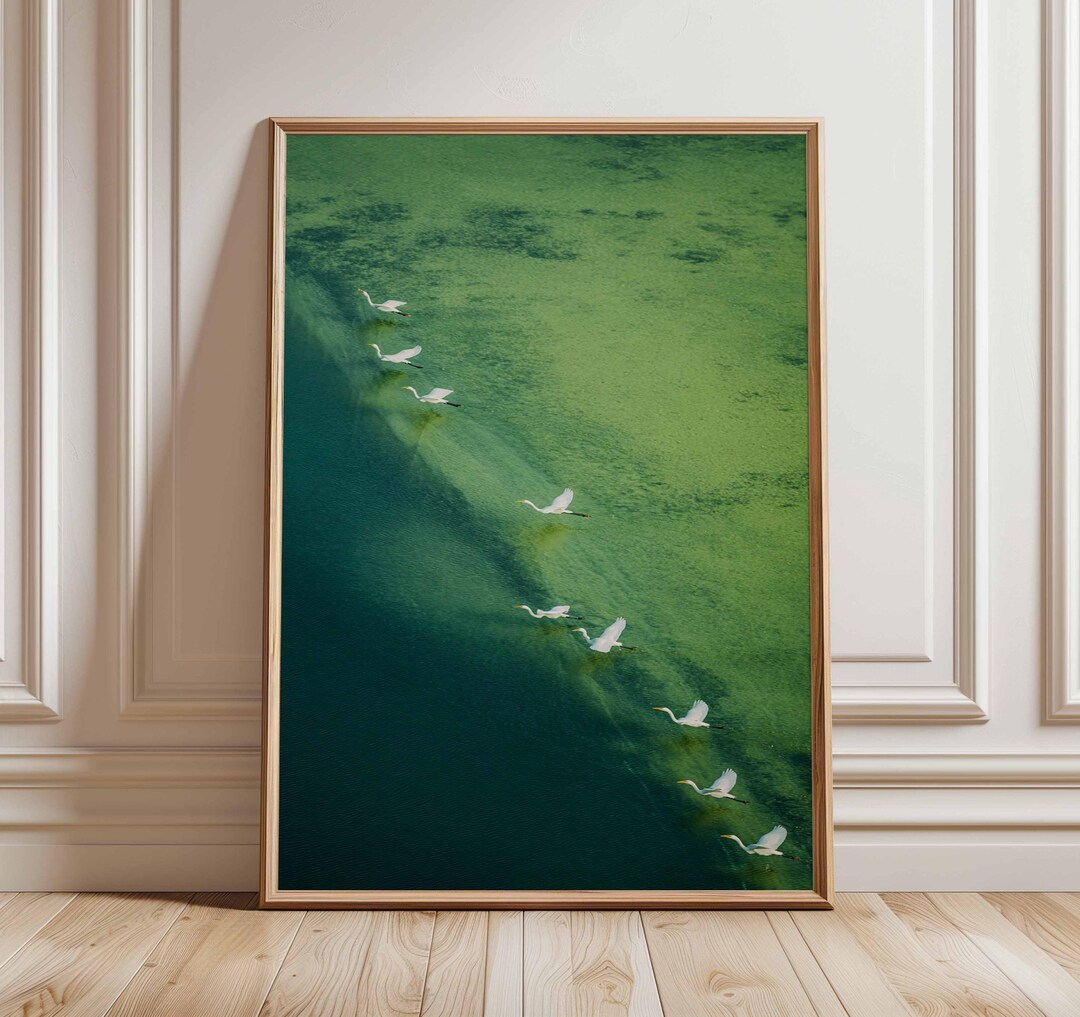 Flying Birds Aerial Poster – White Herons Over Green Water, Nature ...