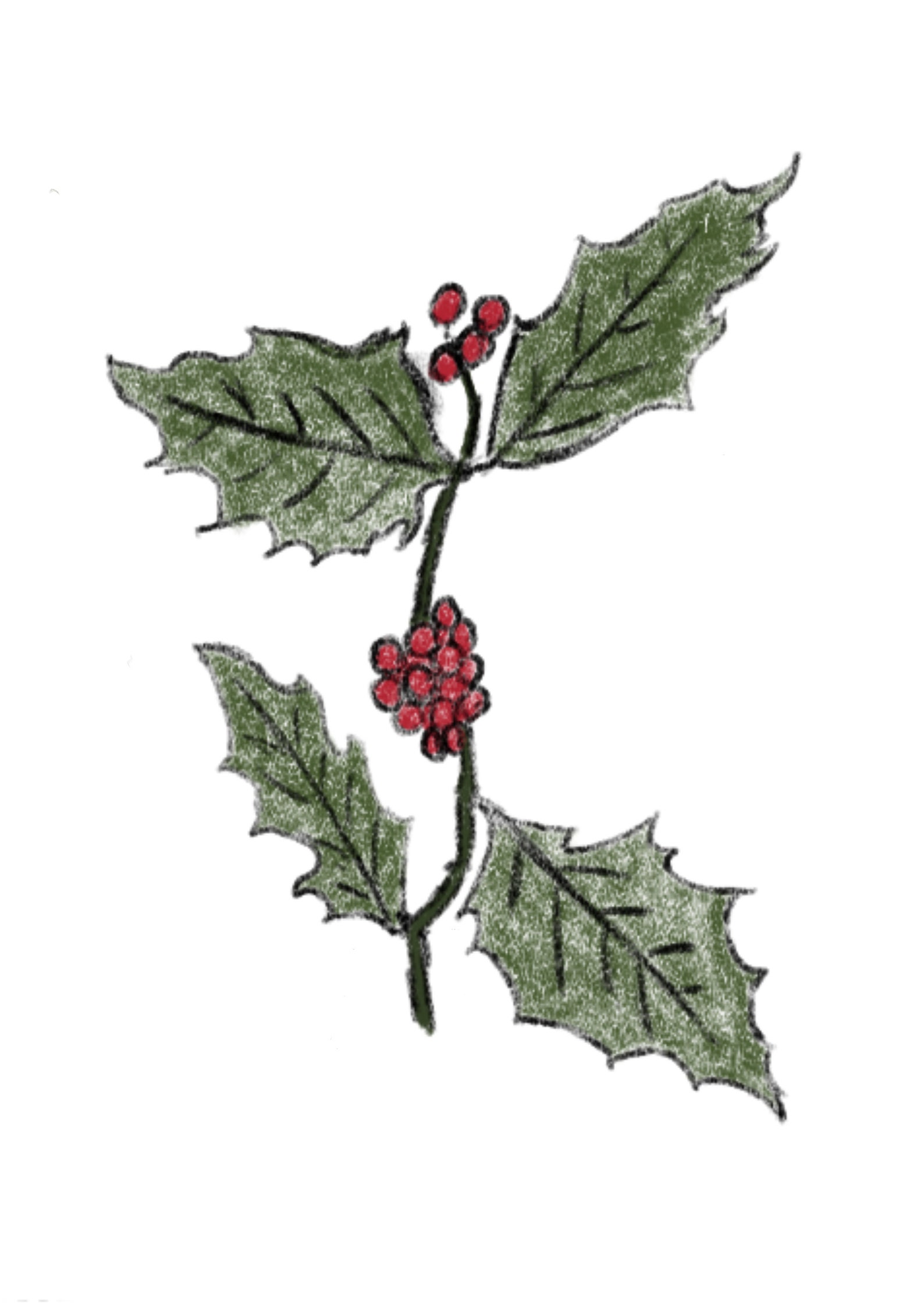 Holly Sketch - Wall Art Printable - Etsy