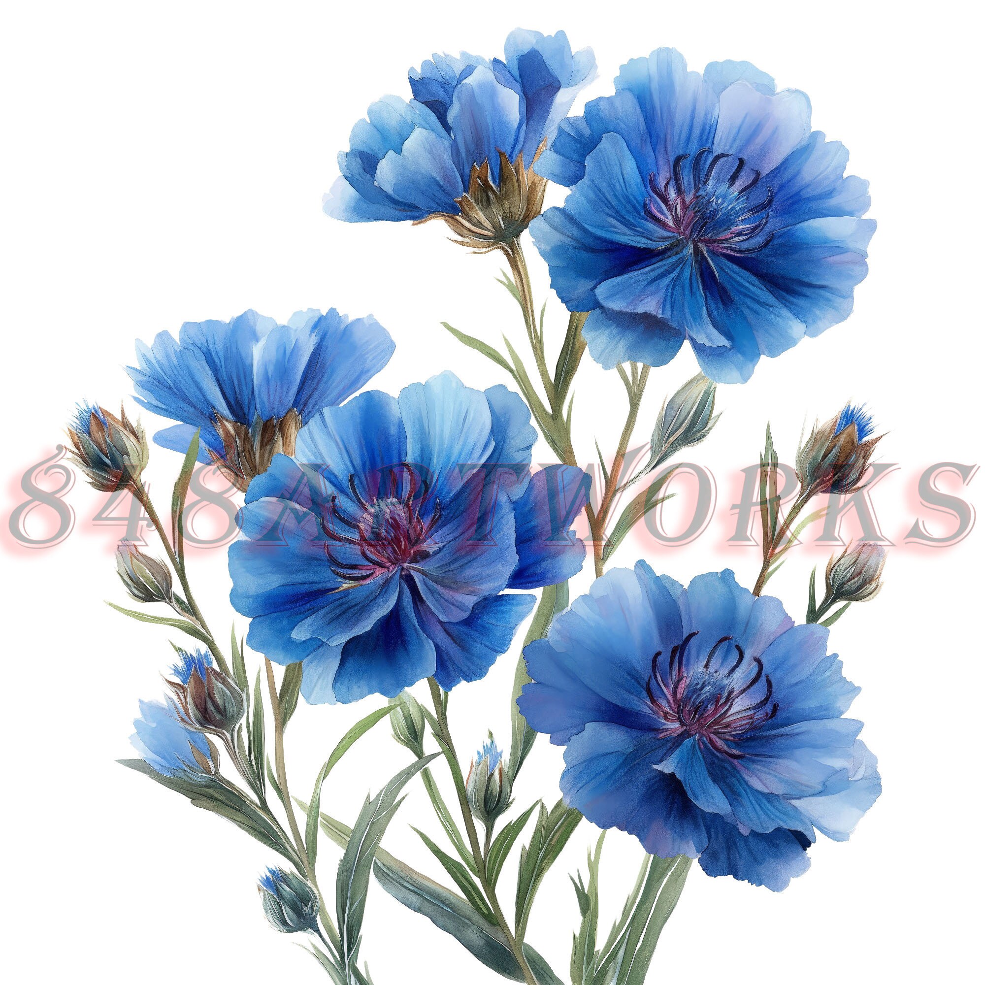Watercolor Cornflowers Clipart, Wild Flowers, 8 High Quality PNG With ...