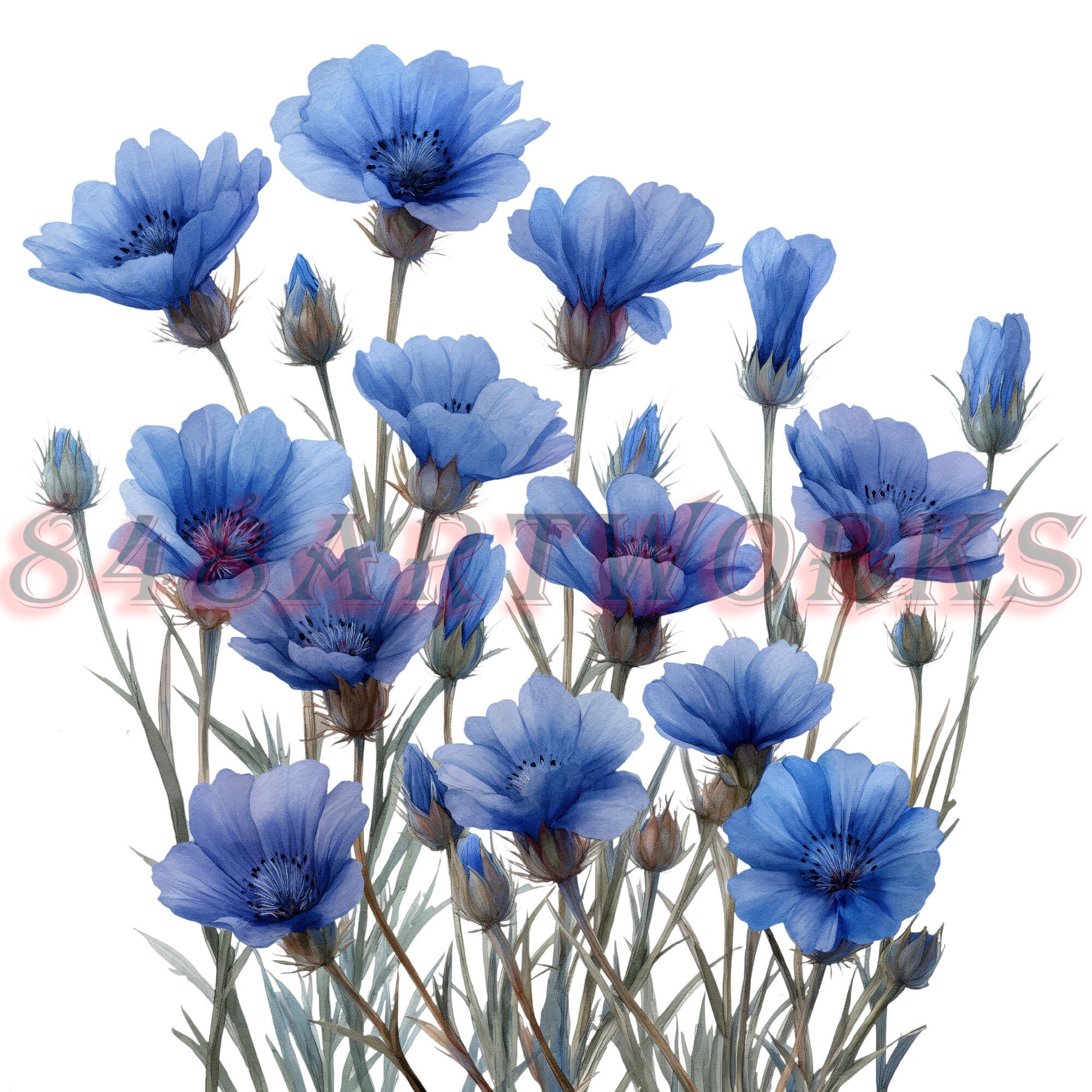 Watercolor Cornflowers Clipart, Wild Flowers, 8 High Quality PNG With ...