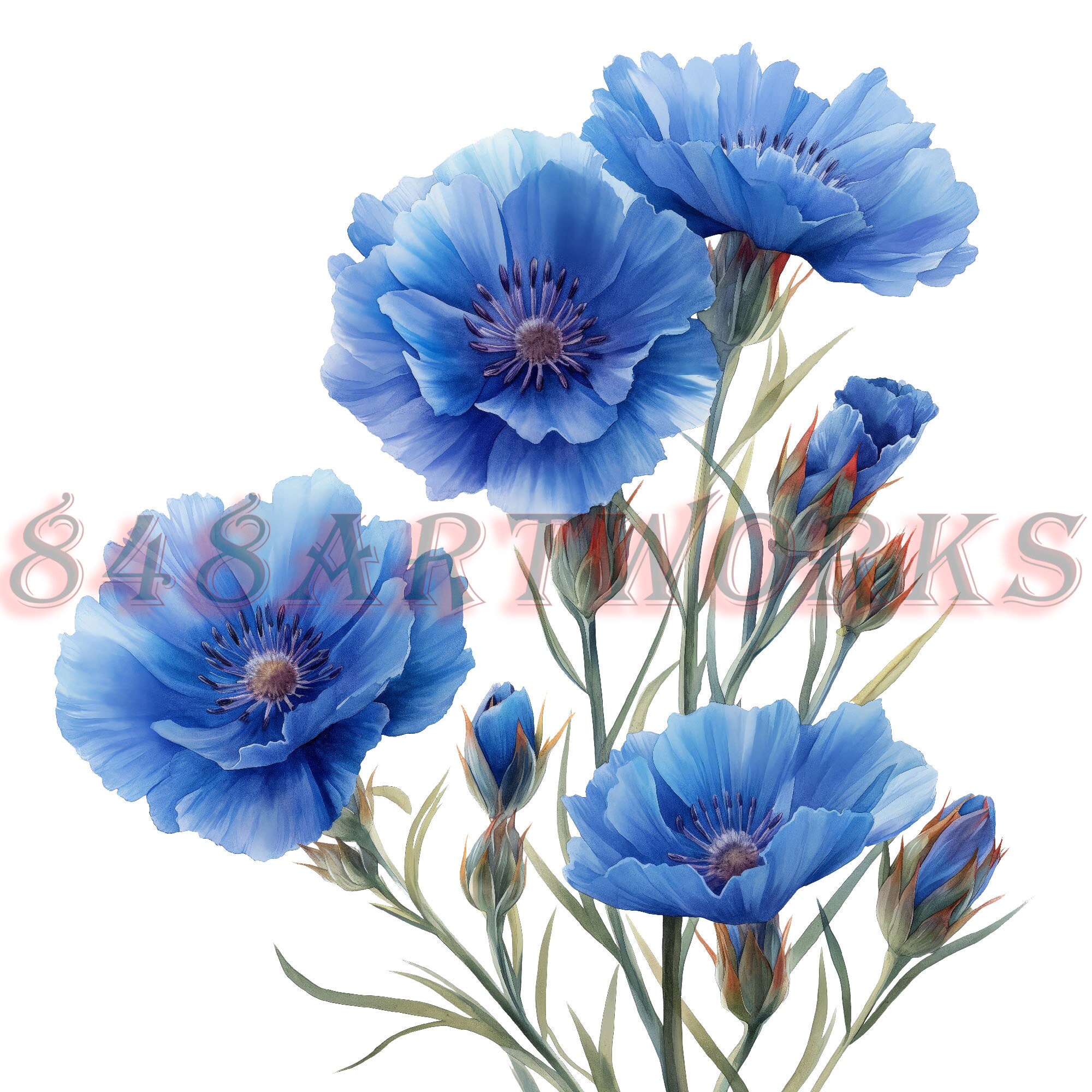 Watercolor Cornflowers Clipart, Wild Flowers, 8 High Quality PNG With ...