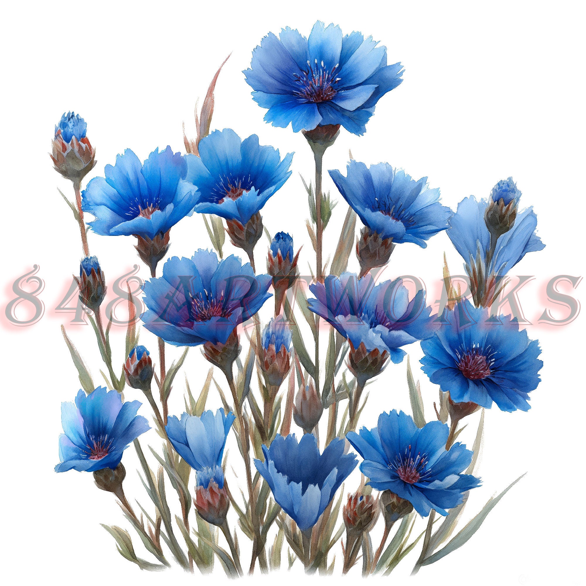 Watercolor Cornflowers Clipart, Wild Flowers, 8 High Quality PNG With ...