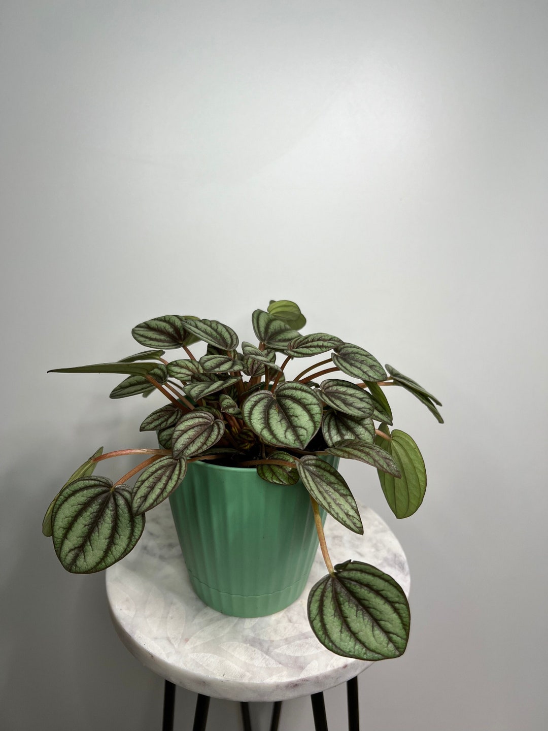 Peperomia Piccolo Banda Albovittata - Etsy