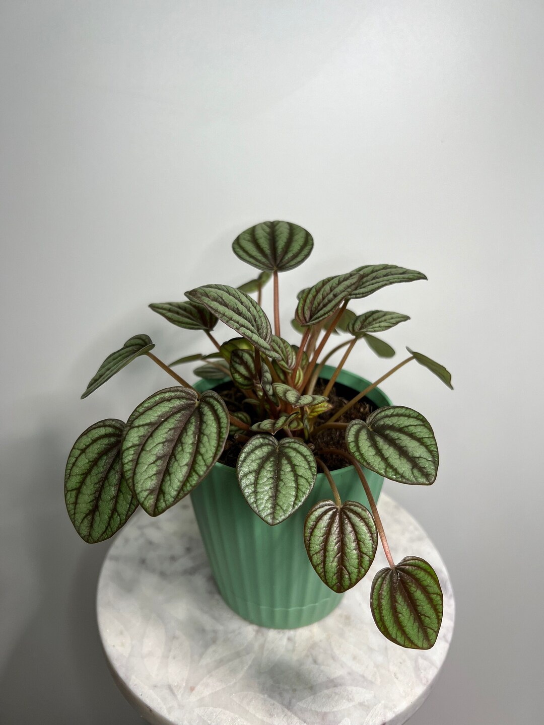 Peperomia Piccolo Banda Albovittata - Etsy