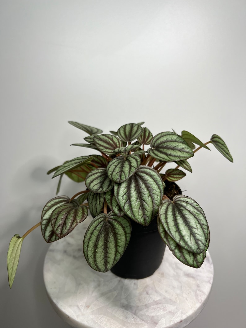 Peperomia Piccolo Banda Albovittata - Etsy