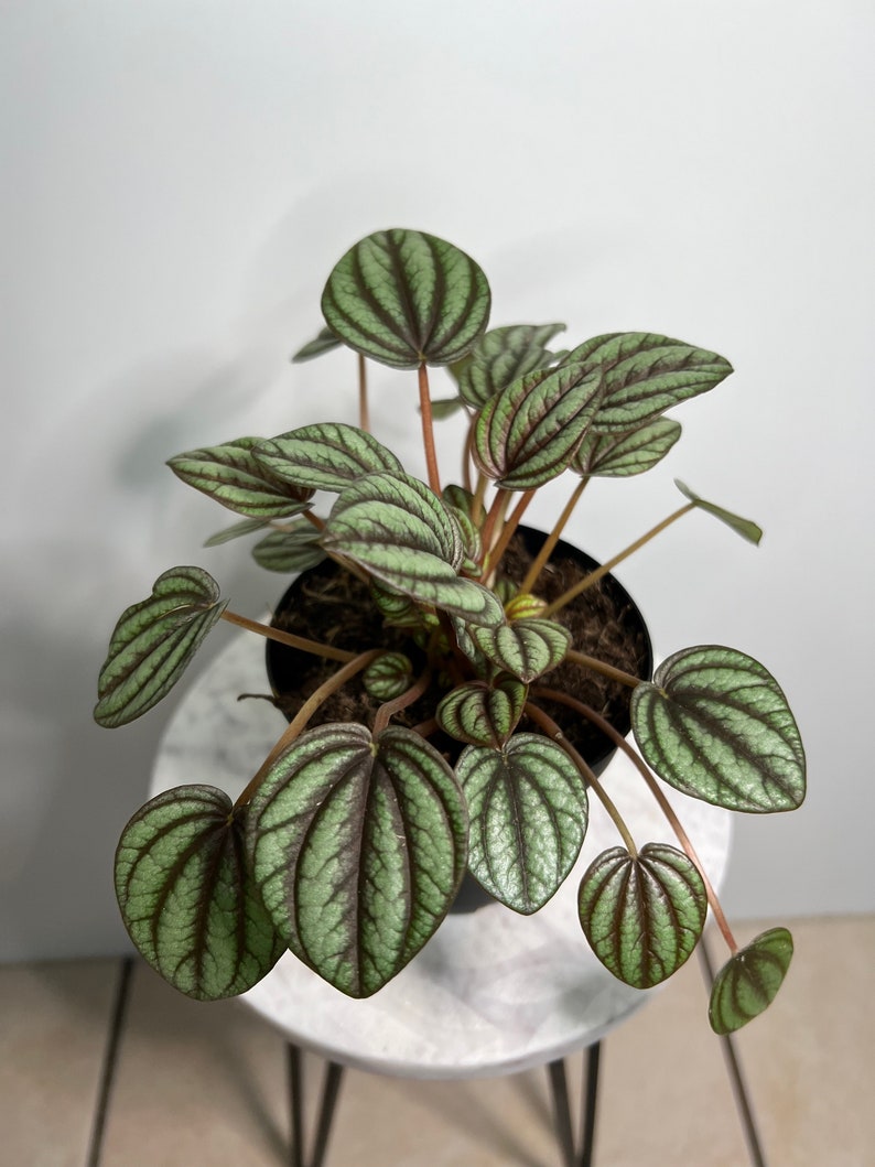 Peperomia Piccolo Banda Albovittata - Etsy